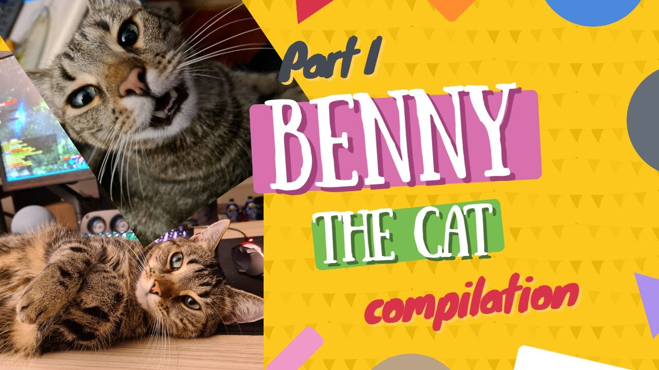 Benny the Cat - Best of Benny the Cat Videos 2022 - Compilation - Part ...