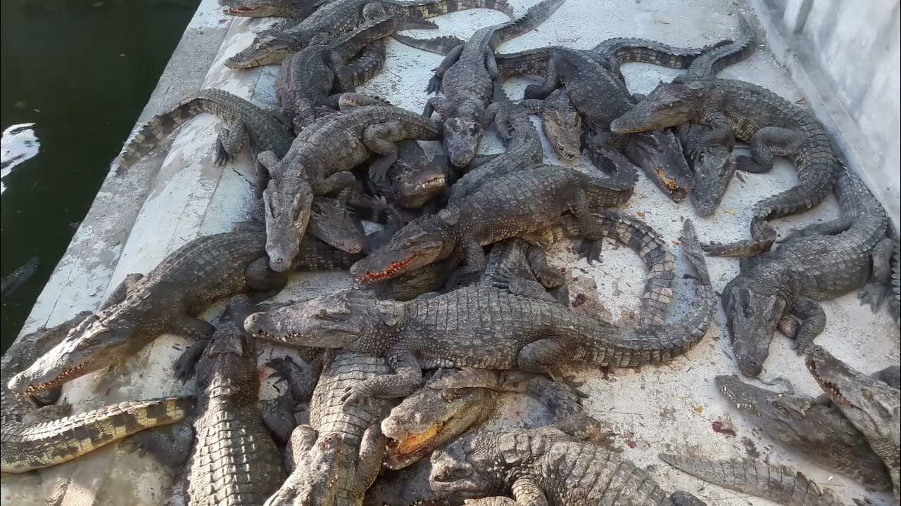 Big crocodiles eat food /Alligator Video # 2 - YouTube