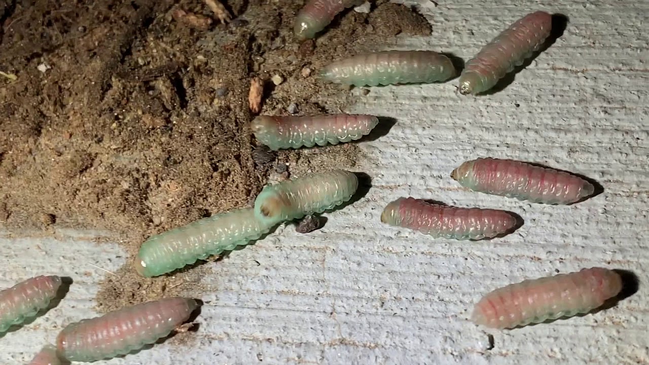 Colorful Insect Larvae - YouTube