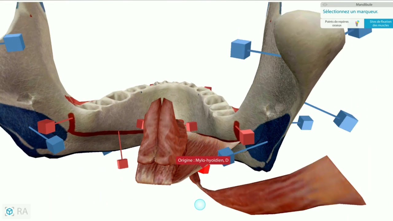 anatomie des os de la face partie 2 - YouTube
