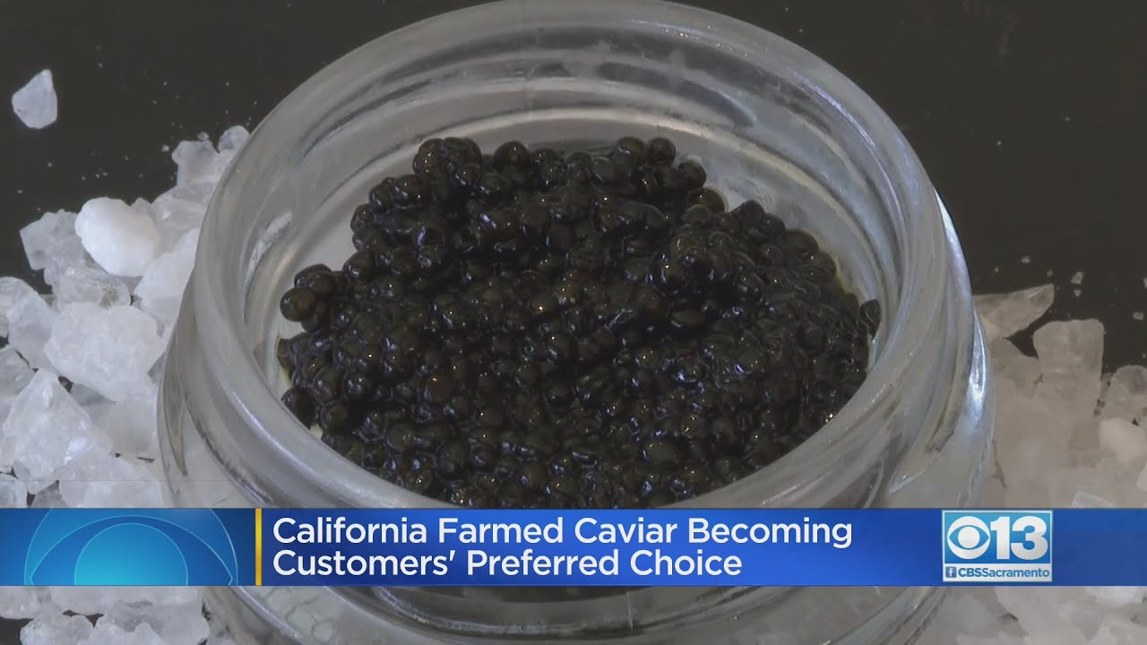 California Farmed Caviar Becoming Customers' Preferred Choice - YouTube
