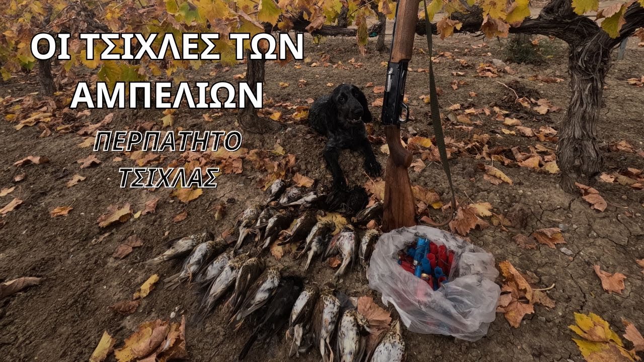 ΟΙ ΤΣΙΧΛΕΣ ΤΩΝ ΑΜΠΕΛΙΩΝ ~ ΜΑΣ ΤΕΛΕΙΩΣΑΝ ΤΑ ΦΥΣΙΓΓΙΑ #κυνήγι #τσίχλες # ...