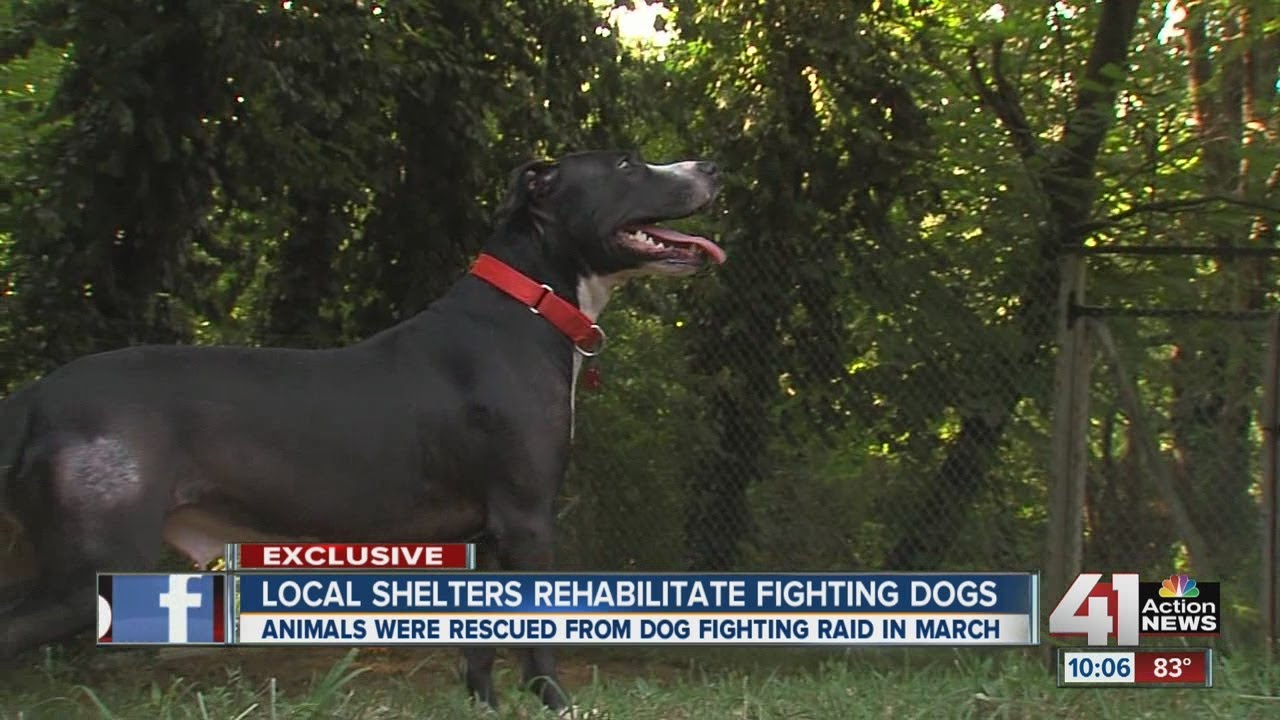 Dogs given a second chance after rescued from fighting ring - YouTube