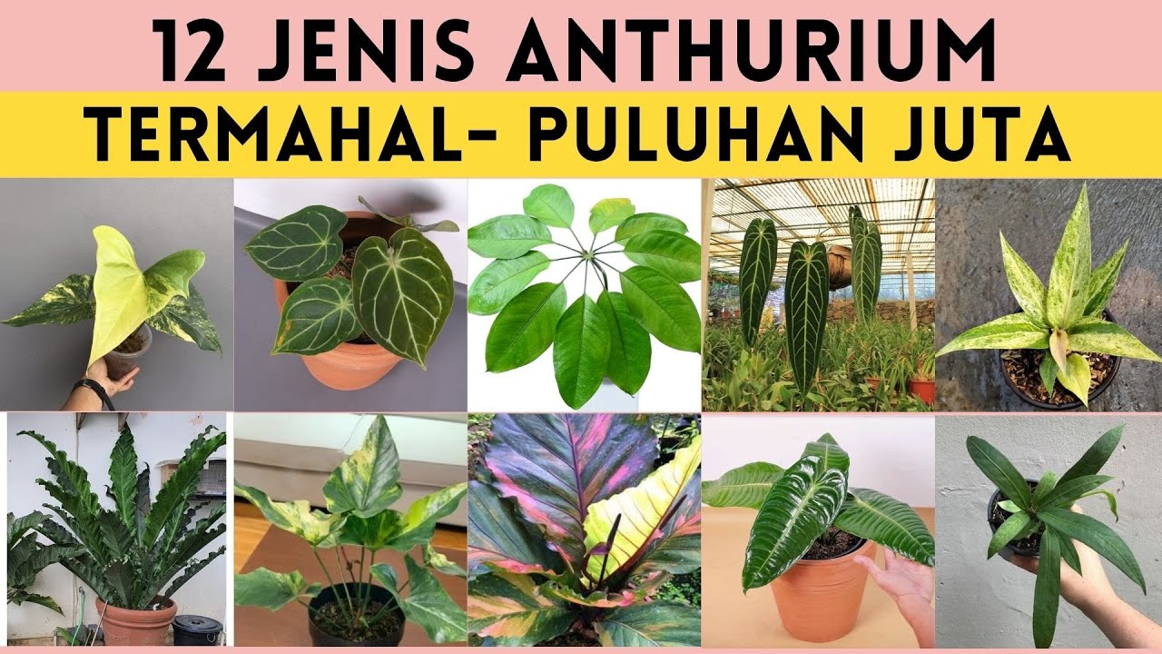 12 Jenis Anthurium Termahal di Indonesia, Tanaman Viral Tahun 2022 ...