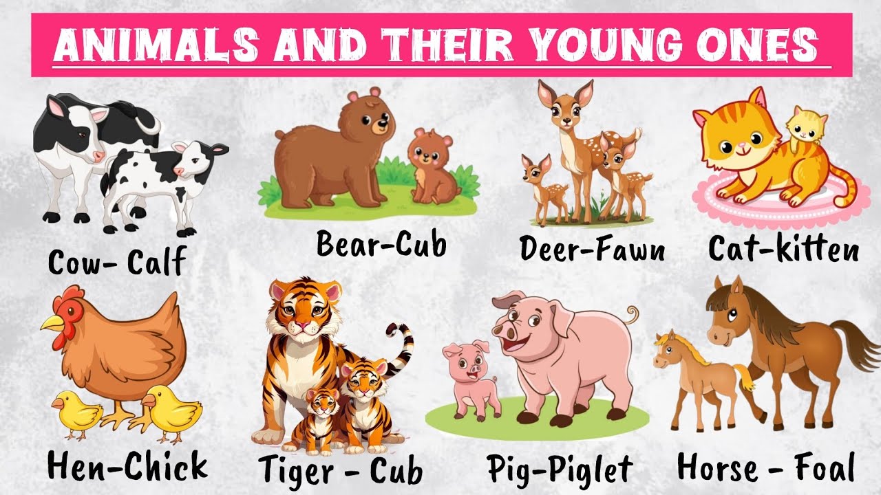 Animals and their young ones||Animals babies name||Young animals with ...