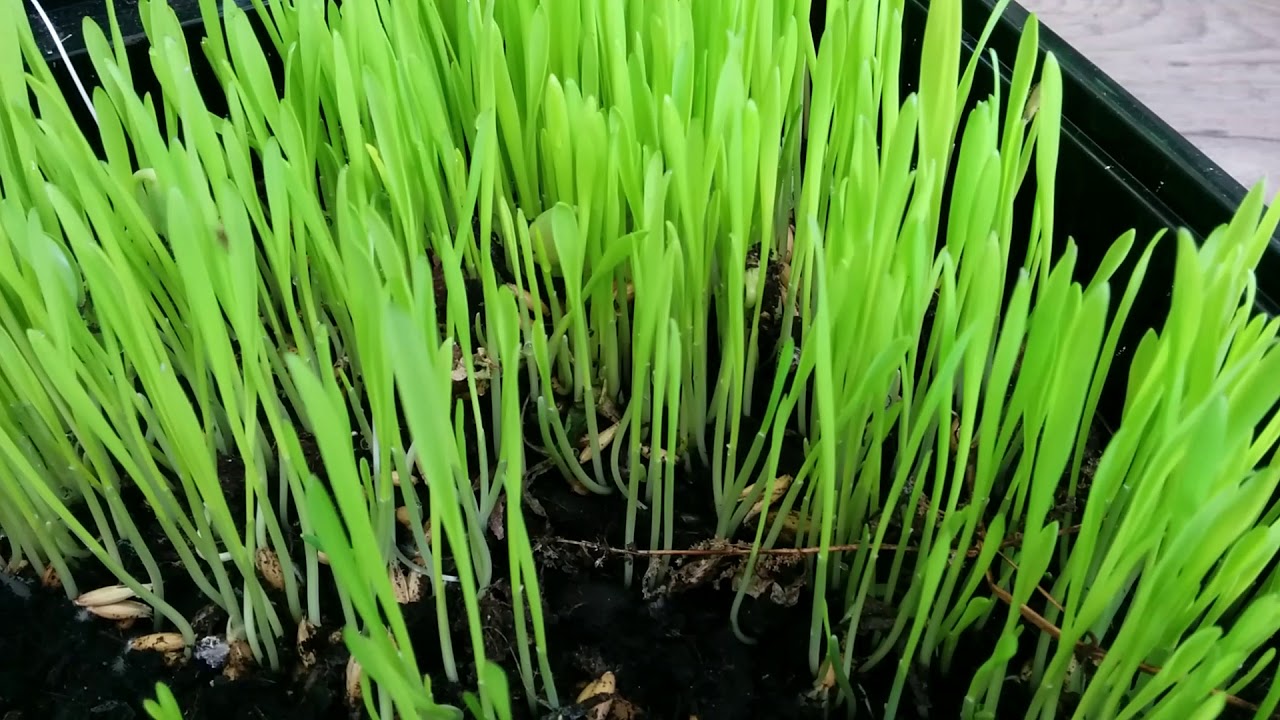 experiment: dried oat seeds germination test - YouTube