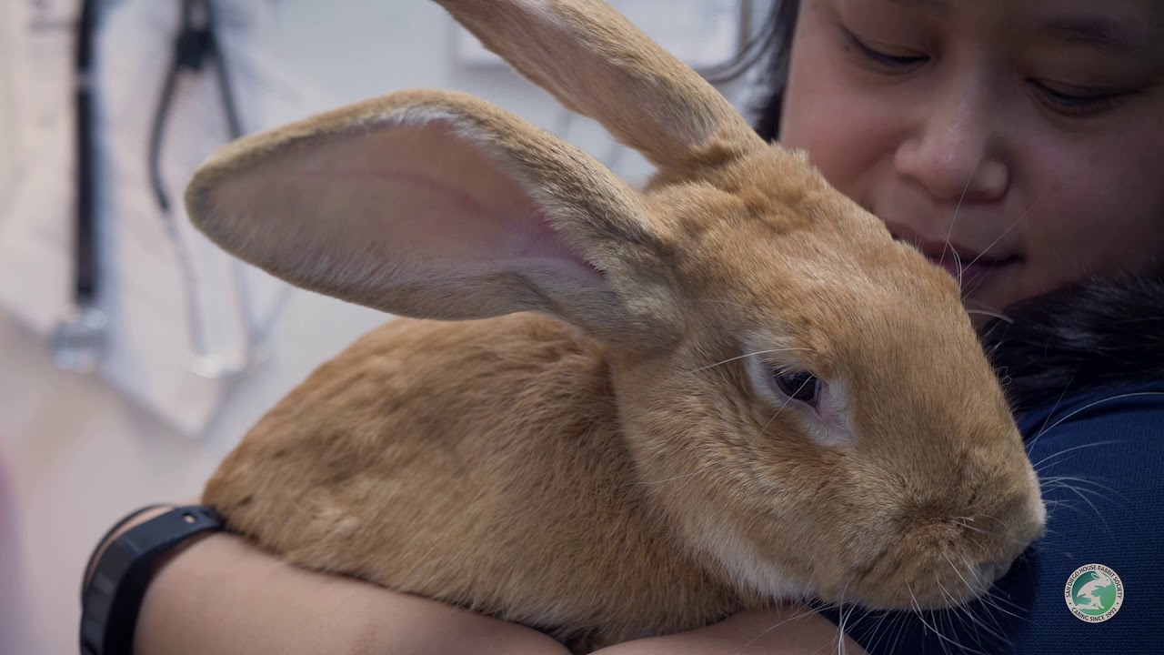 San Diego House Rabbit Society - YouTube