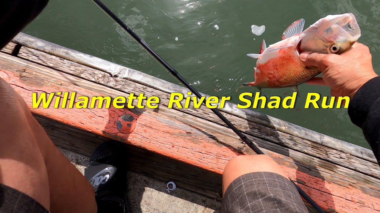 Spring Shad Run on the Willamette River - YouTube