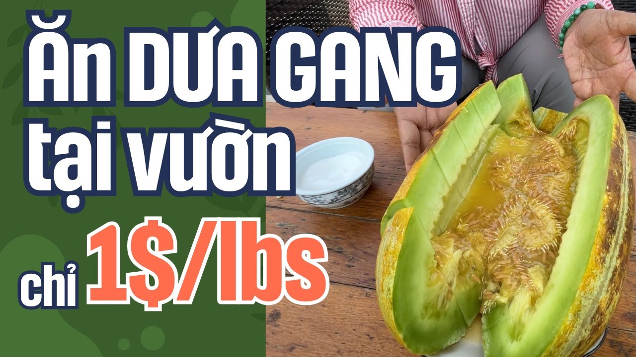 Bất ngờ vì DƯA GANG mùa này ngon quá! Chỉ 1$/lbs - YouTube