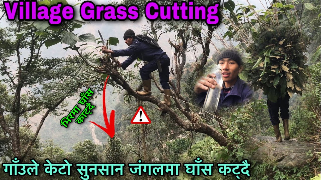 Nepali Village Grass Cutting👍गाँउले केटो सुनसान जंगलमा घाँस कट्दै गह्रो ...