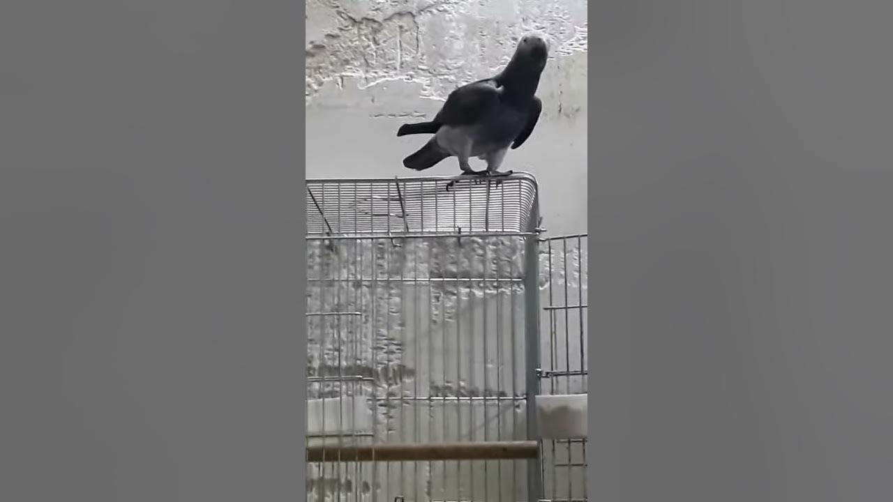 شلع قلع كلهم حرامية ببغاء التمنه Youtube