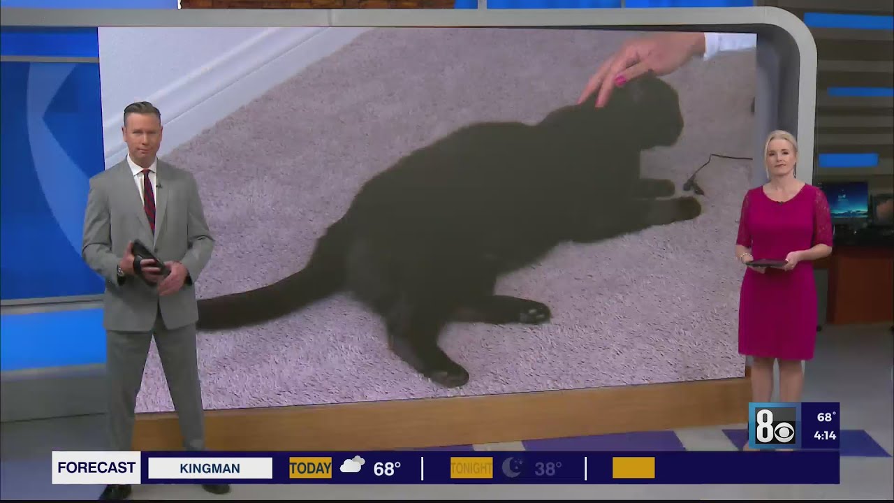 Cat survives 14-month journey to Las Vegas from Alabama - YouTube