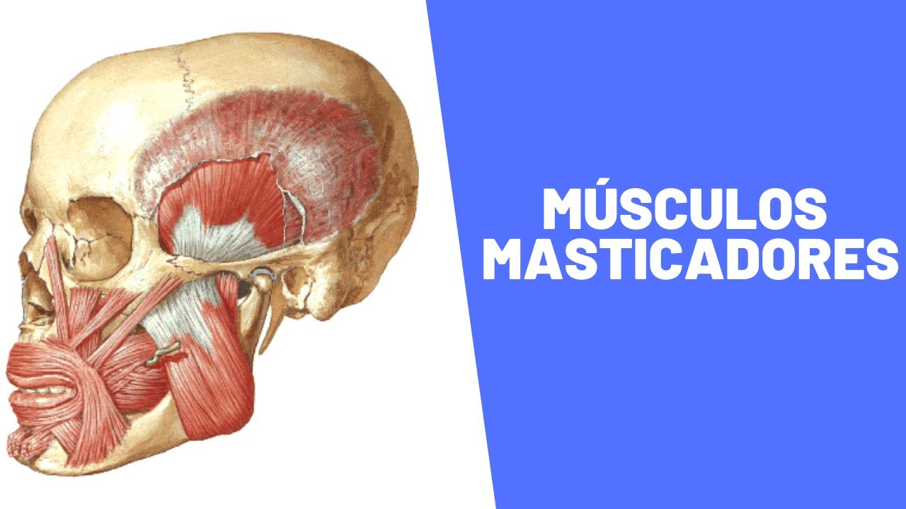 Anatomía de los Músculos Masticadores - YouTube
