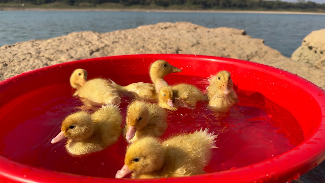 sunny day🌞Ducklings swim and bathe in the pool. duck very happy🐥🐥 - YouTube