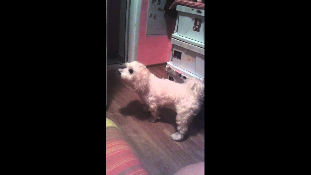 Caine dragut - YouTube