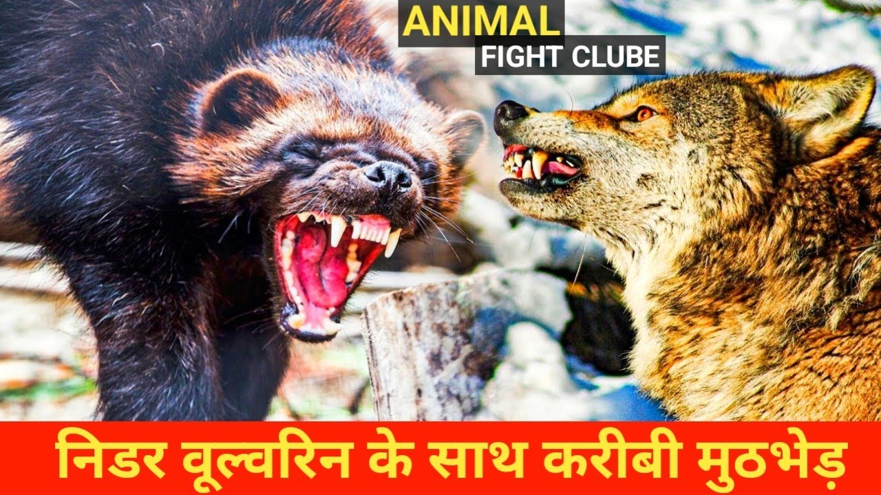 निडर वूल्वरिन के साथ करीबी मुठभेड़ | Close Encounters with Fearless Wolverines:Intense Attacks ...