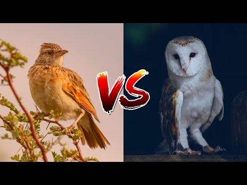 Early Bird Versus Night Owl | What Is Your Sleep Chronotype?