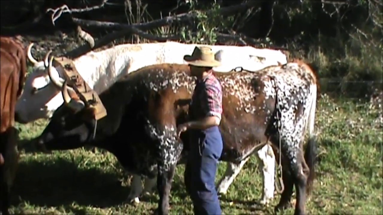 Pioneer Bullock Team. Australia. - YouTube