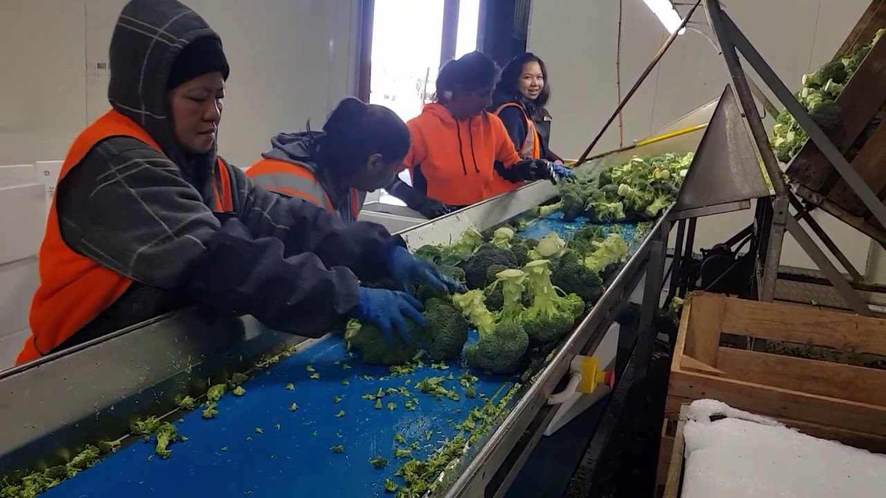 Broccoli packing - YouTube