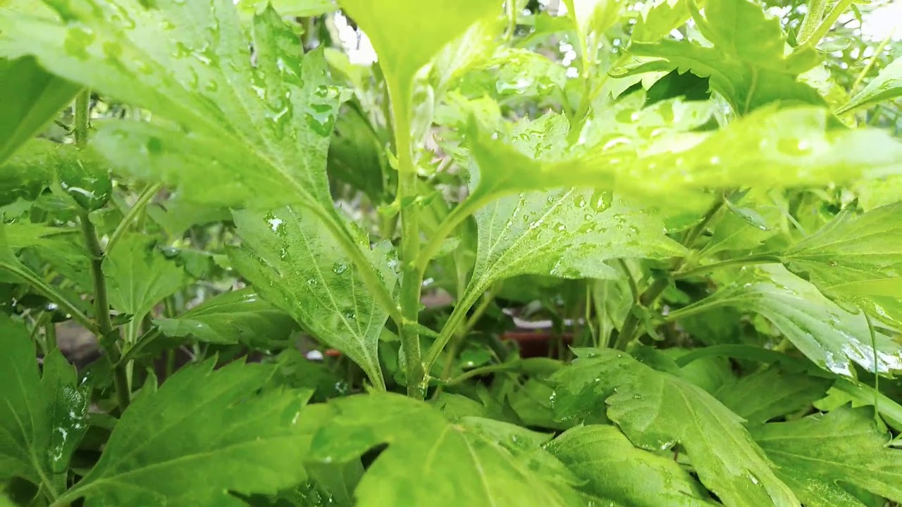 Video and Camera Samples Asus Zenfone Max Pro M1