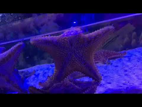 Acuario Inbursa y Laboratorio Submarino Blau Life por meGa pase - YouTube