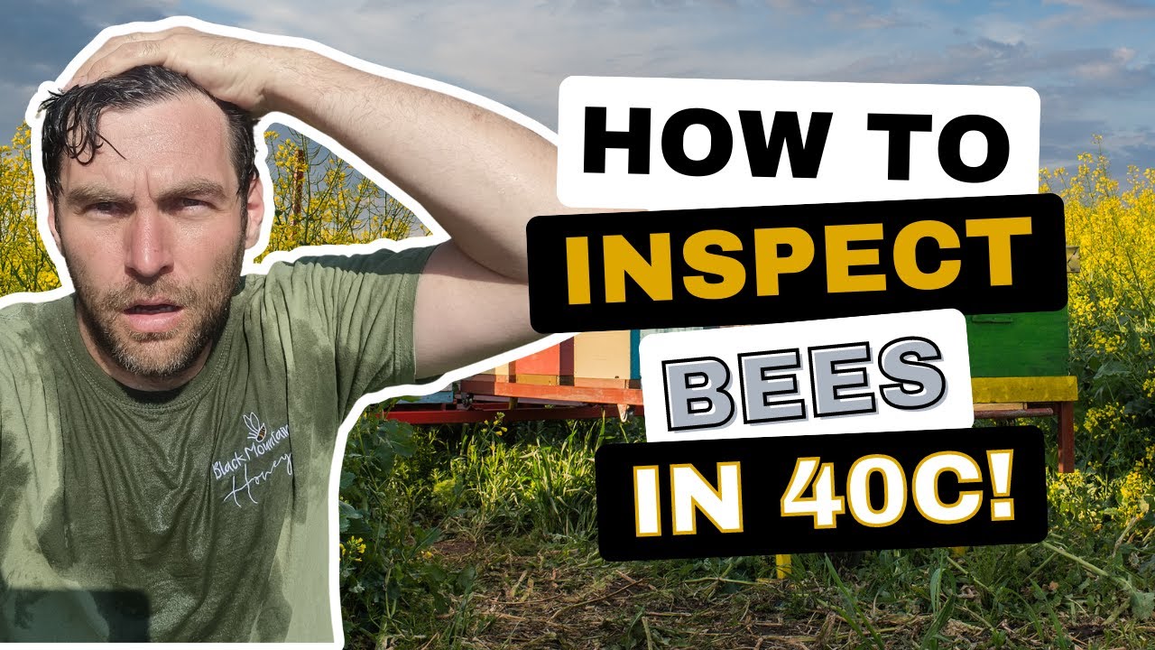 How To Inspect Bees In A Heatwave - YouTube