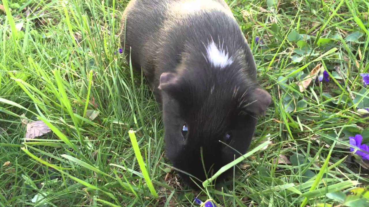 Happy Spring Piggy - YouTube