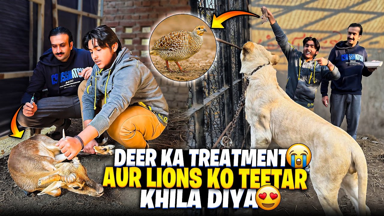 Deer Ka Urgent Treatment Kiya 🦌😭 | Lions Ko Sardi Main Teetar Khila ...