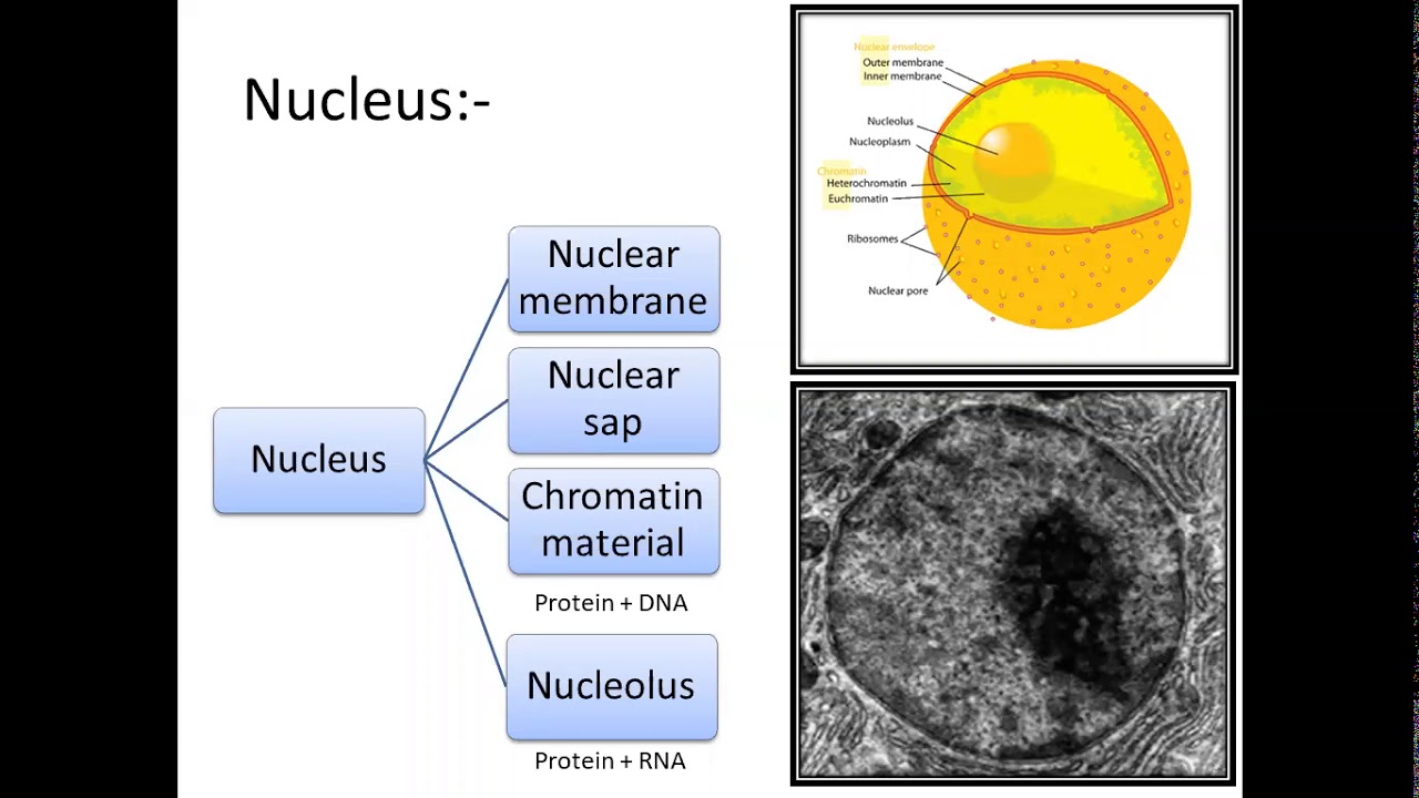 اسهل طریقة لشرح النواة Structure & Function of Nucleus. A Level Biology ...
