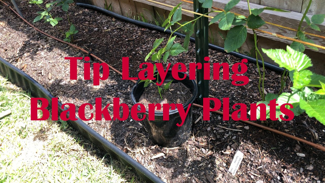 How to Tip Layer Blackberry Plants - YouTube