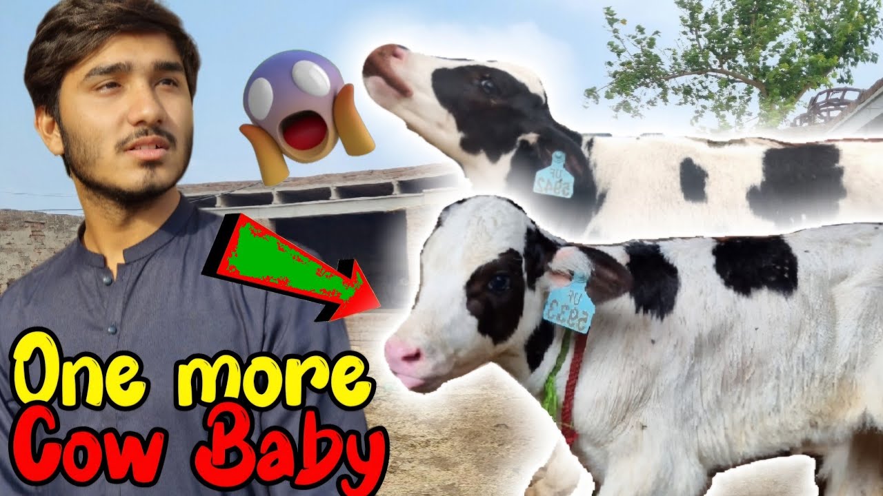 1 OR Dairy cow ka bacha lay ay - YouTube