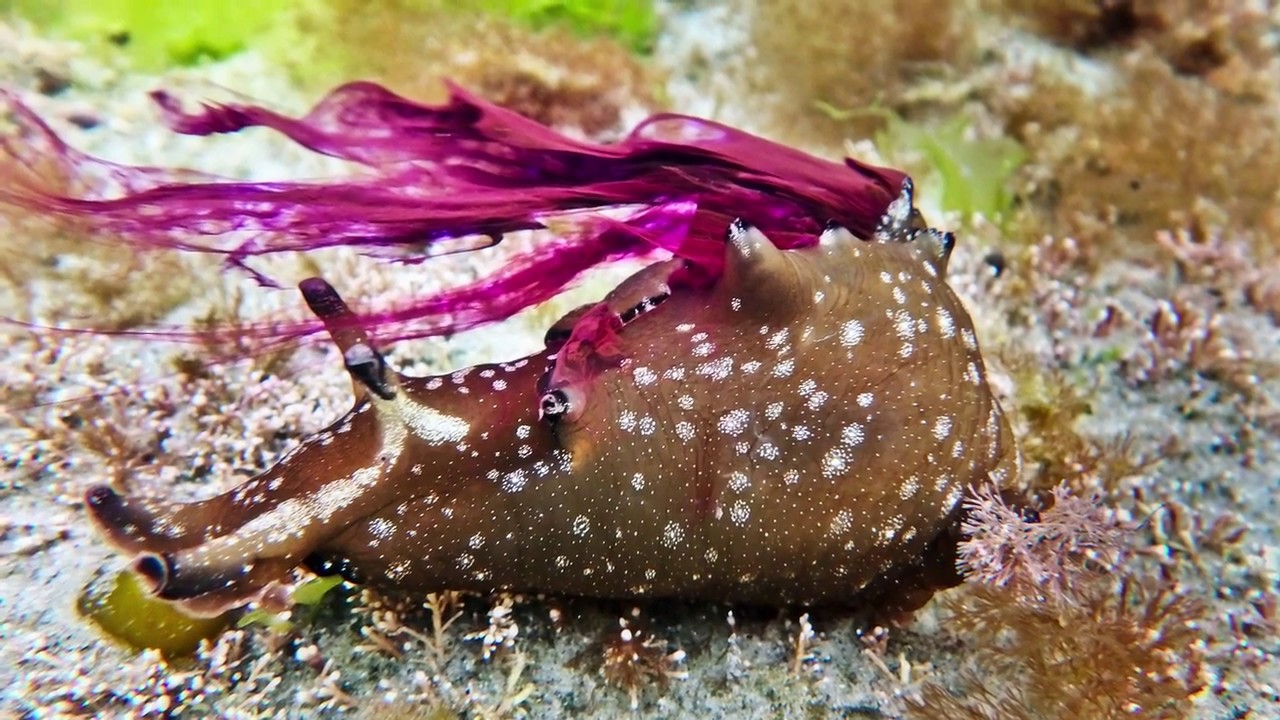 Sea Hare