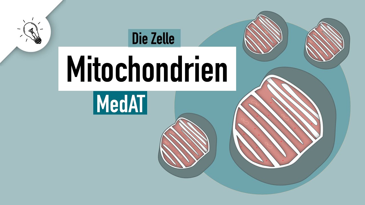 Mitochondrien | Aufbau & Funktion | MedAT | Biologie - YouTube