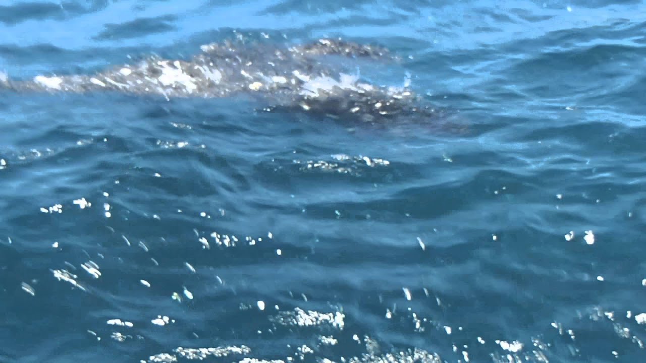 Cape Point Sharks Feeding - YouTube