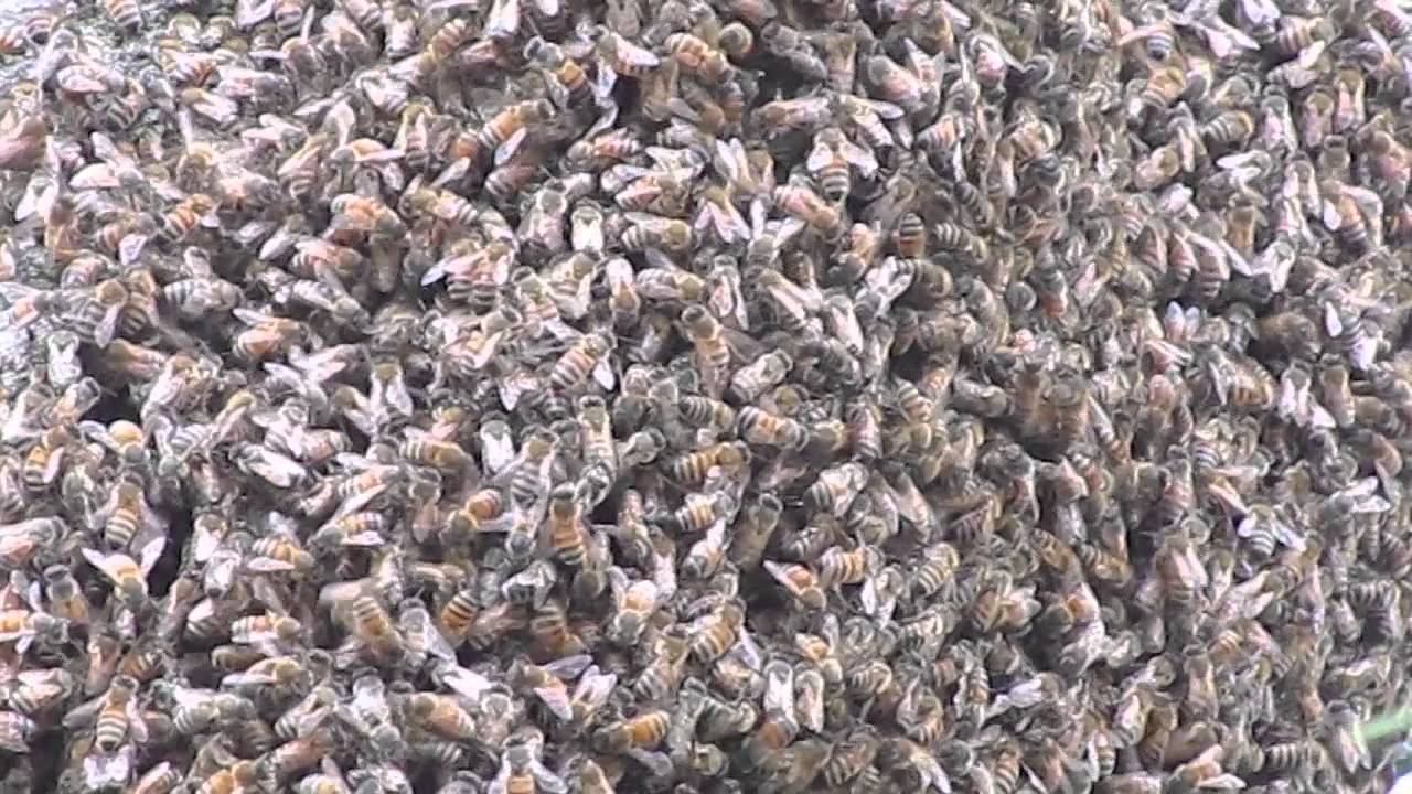 Bee Infestation -- Terminator Pest Control - YouTube