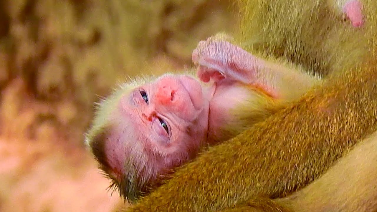 So pitiful baby Lucie get limited m-i-lk - YouTube