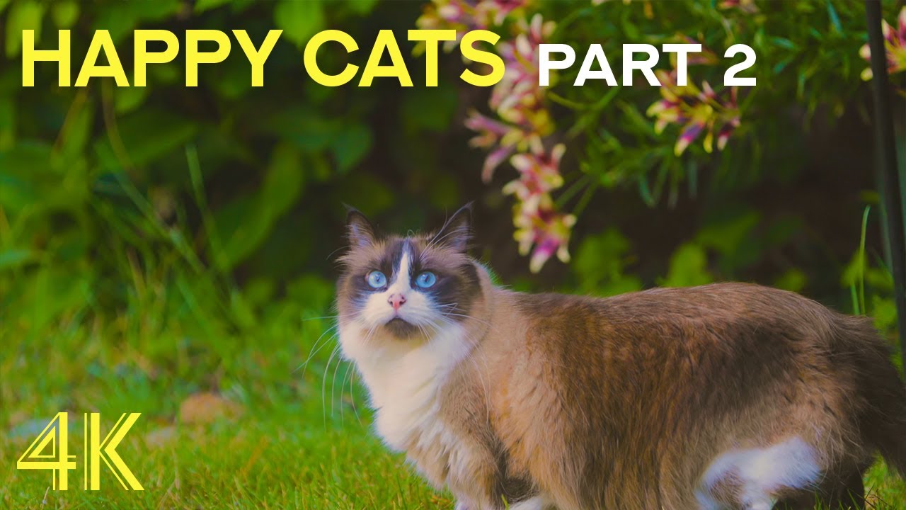 Cutest Pets in the World - Happy Cats Playing in Nature - Part 2 - YouTube