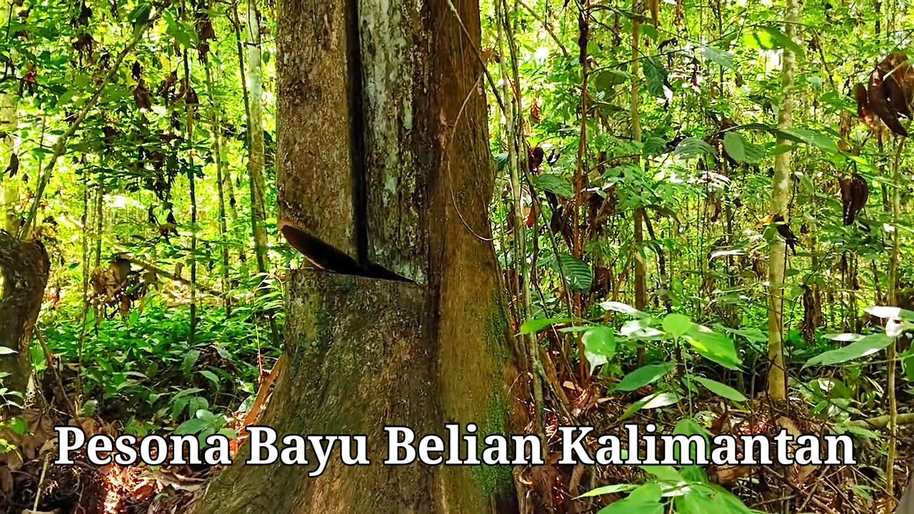 Kayu Ulin Yang terbengkalai di hutan rimba kalimantan - YouTube