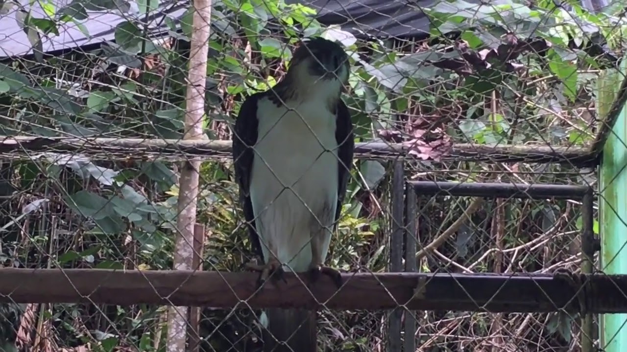 Philippine Eagle Sanctuary - YouTube