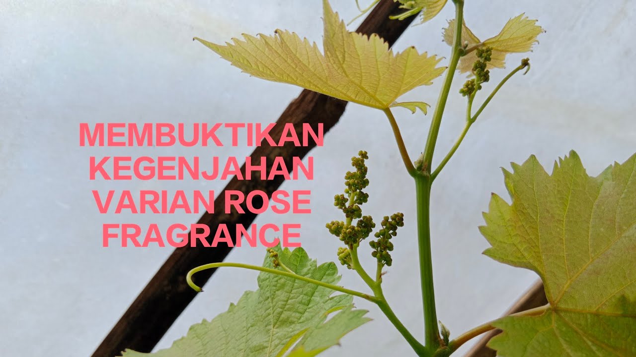 ANGGUR ROSE FRAGRANCE VARIAN BARU YANG SANGAT GENJAH?! - YouTube
