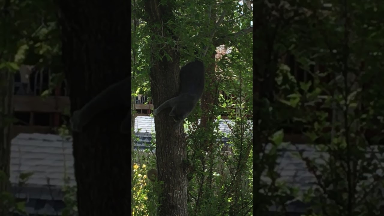 Cat in tree chasing a squirrel 🐿 - YouTube