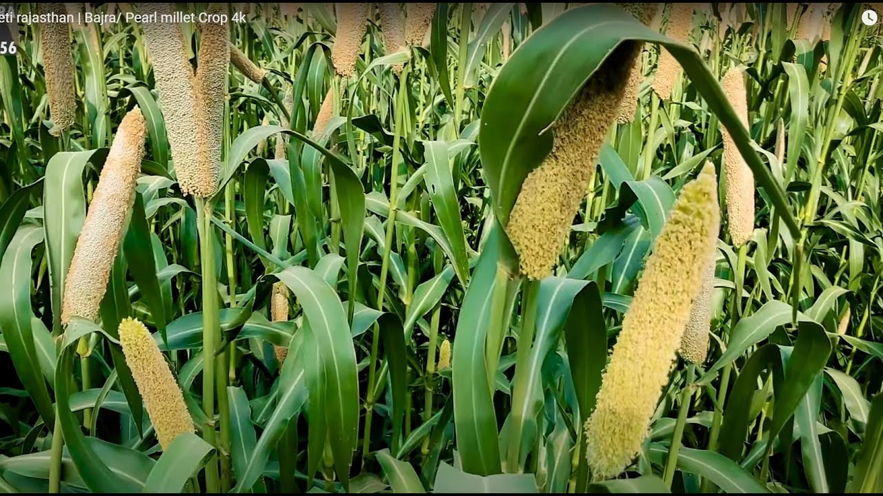 Millet (bajra) farming rajasthan | Bajra/ Pearl millet Crop 4k - YouTube