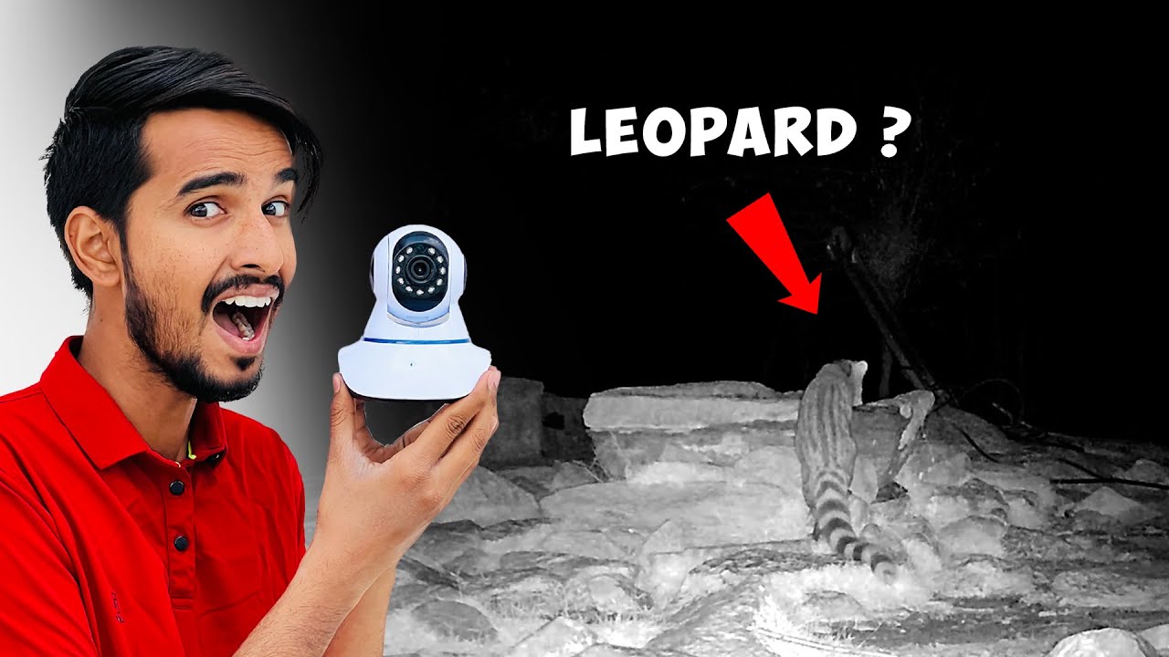 Wild Animals Caught in CCTV 😱 100% real - YouTube