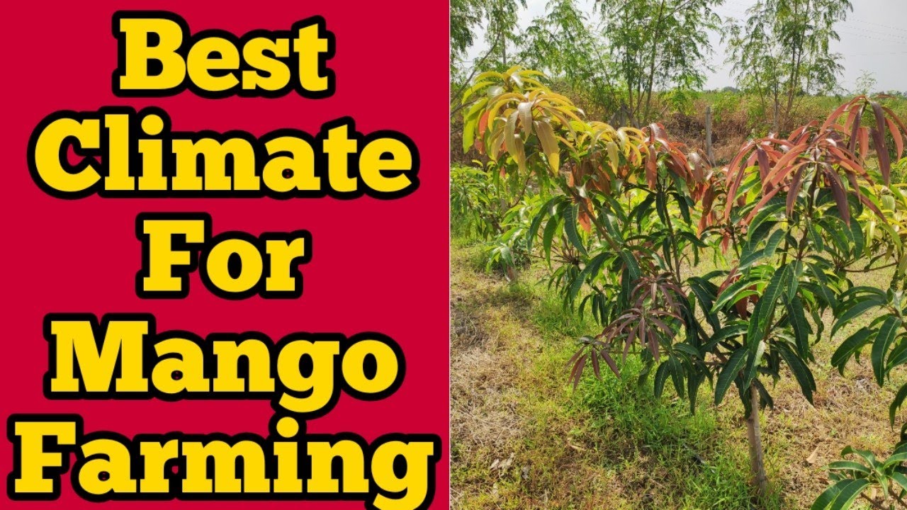 Best Climate For Mango Farming | आम की खेती के लिए उत्तम जलवायु - YouTube