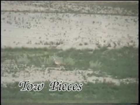 taloor hunting video - YouTube