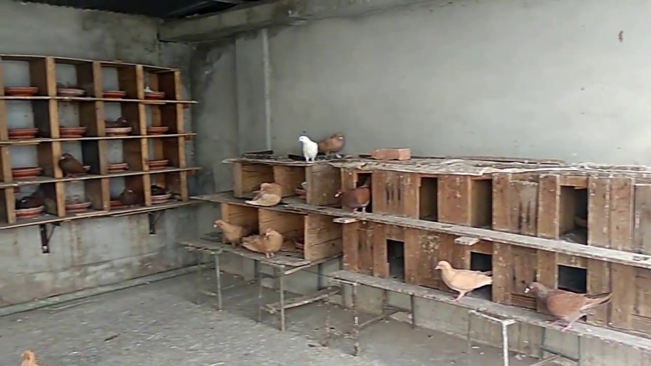 Fancy pigeon loft - YouTube
