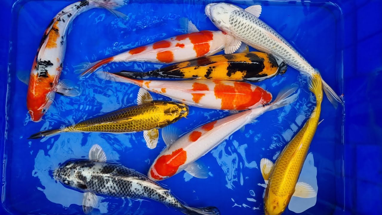 Cá Koi đẹp, Combo cá Koi tancho, Kohaku koi fish farm - YouTube