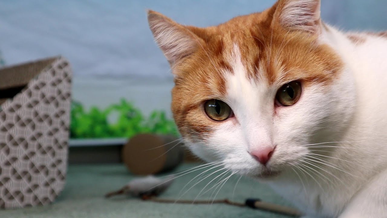 Cat Toy Unboxing: Pettable Cats Playing with Catnip Cat Scratcher - YouTube