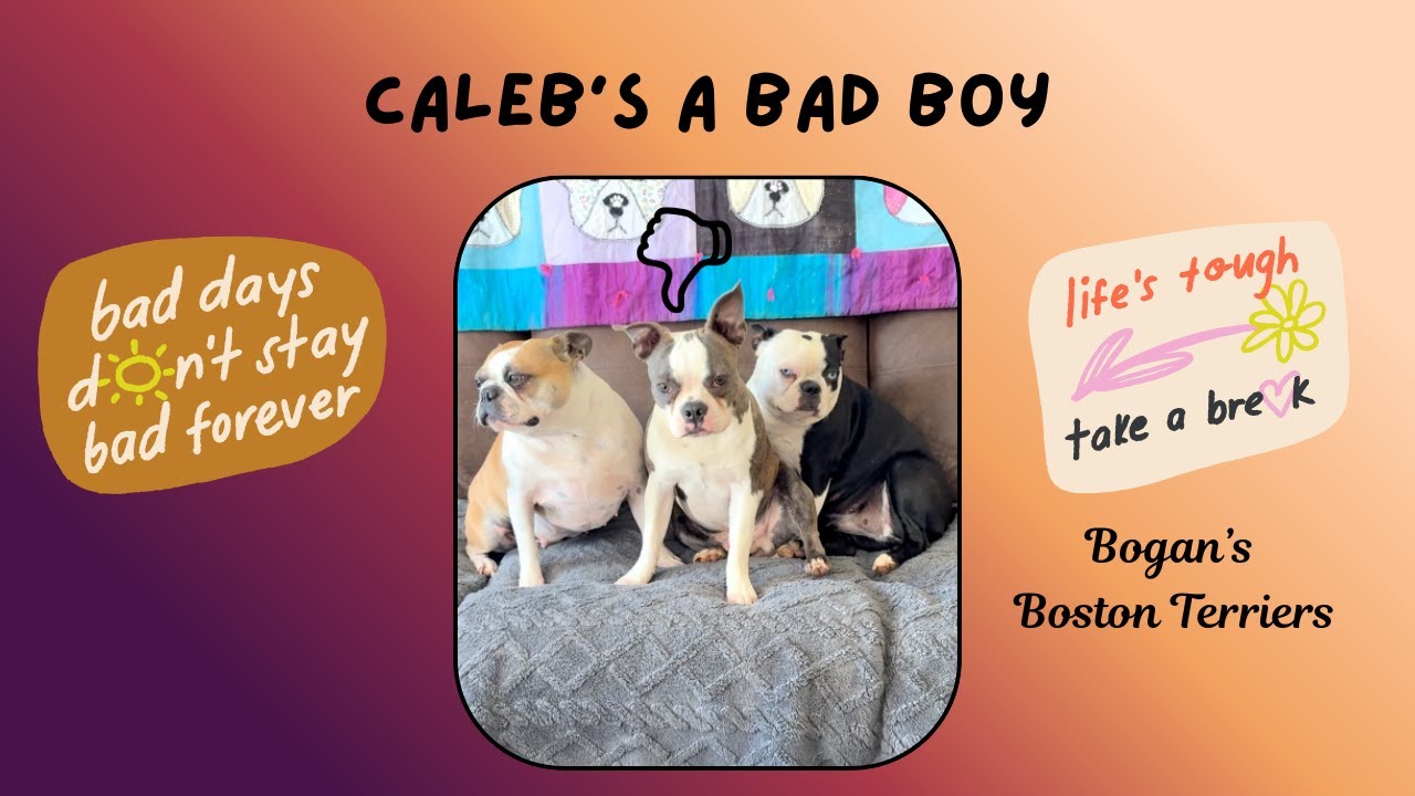 Caleb The Boston Terrier: Mischief, Mayhem, and a Lot of Love 🥰🐾 - YouTube