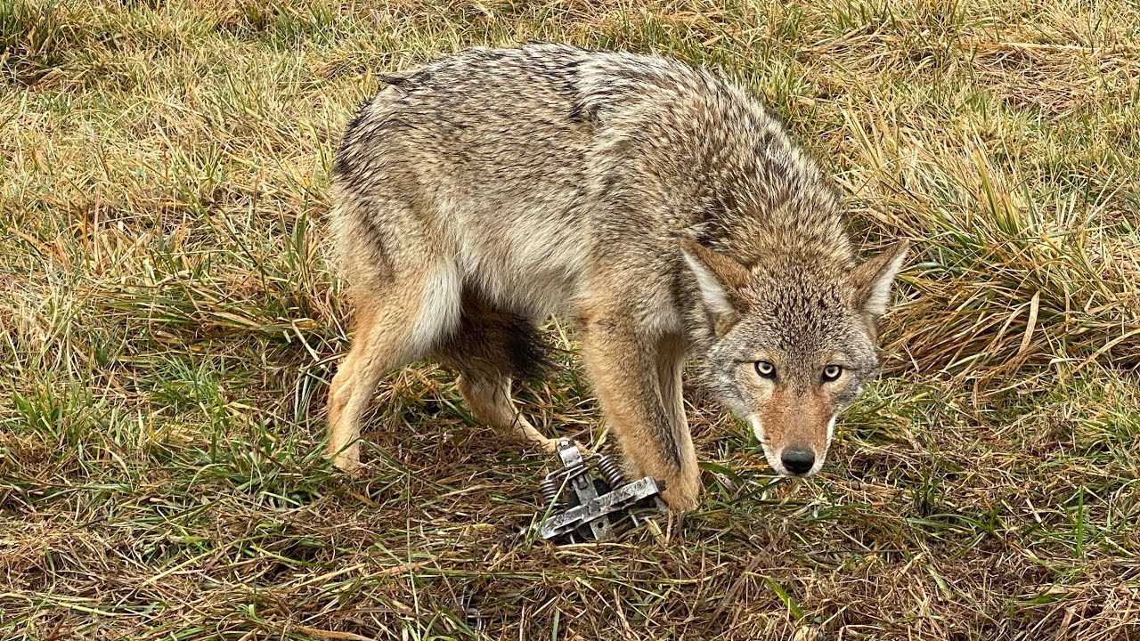 Coyote Trapping..........New Years Eve Coyote and Raccoons - YouTube